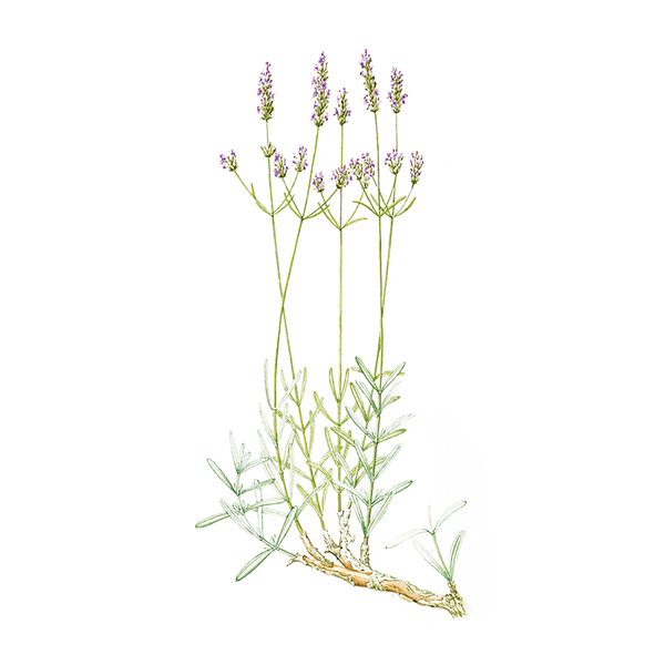 Olio Essenziale Lavanda spica | Proprietà | Puressentiel Italia